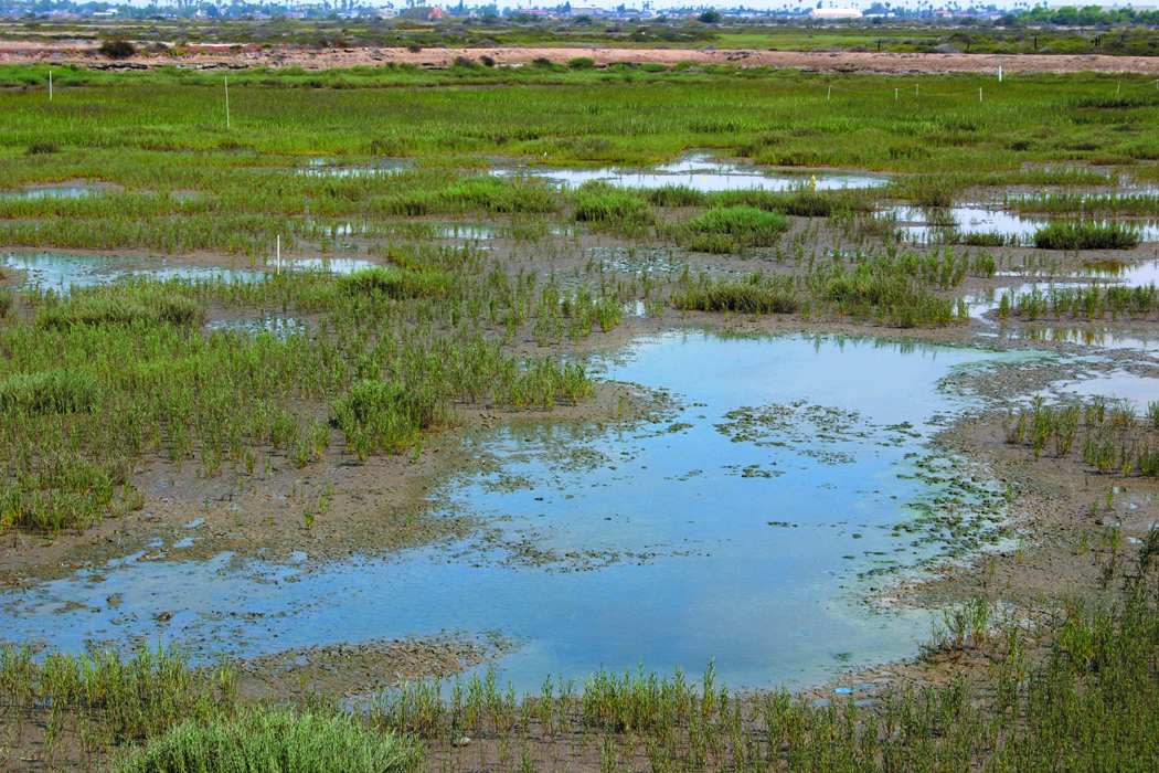 The Model/Friendship Marsh - Tijuana Estuary - TRNERR